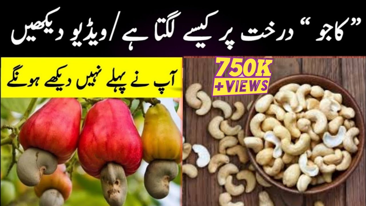 kaju ki kasht | cashew nut on tree | kaju tree growing - YouTube