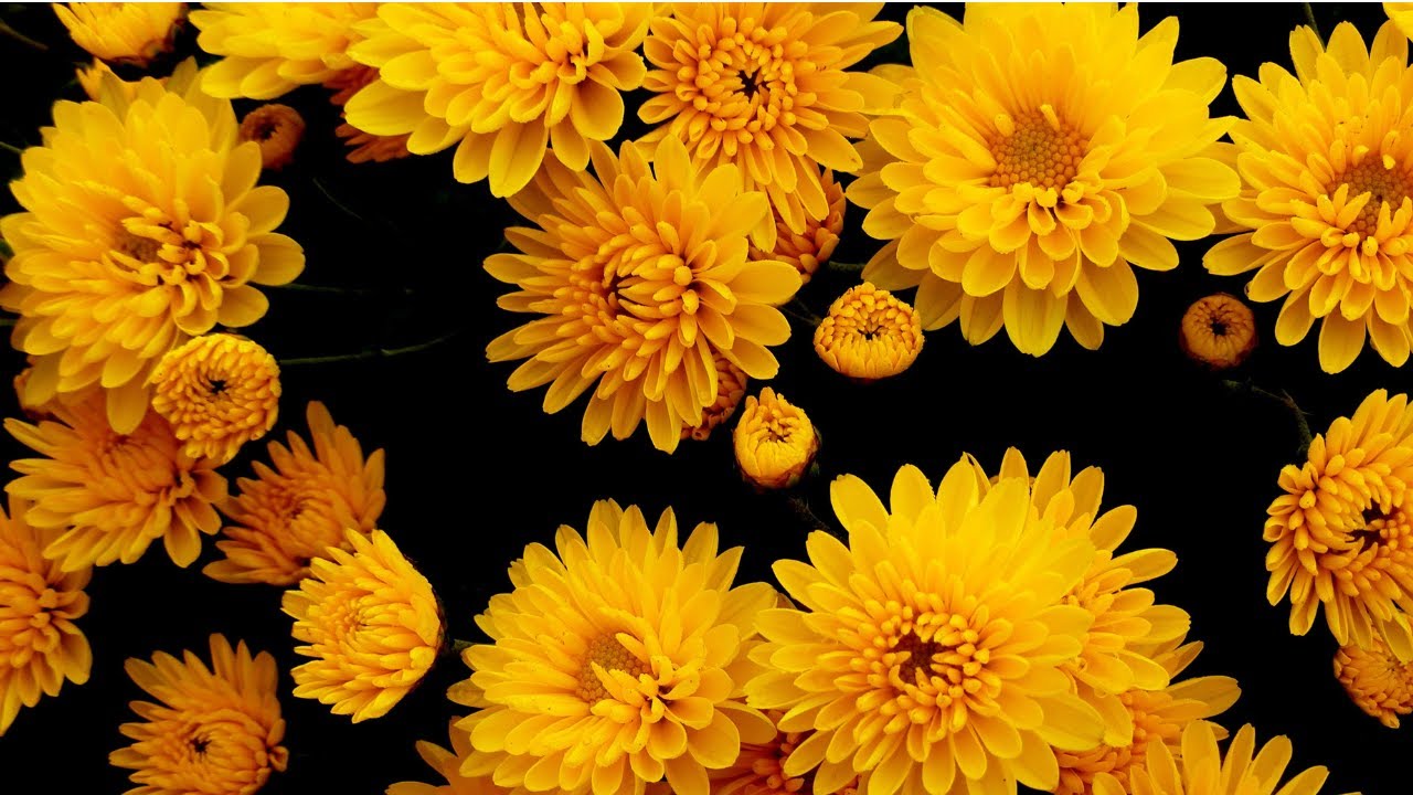 ജമന്തി - Yellow Chrysanthemum Flower farm in India | A Yellow Jamanthi ...