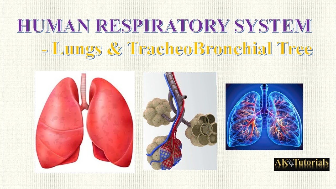 Lec 02: Lungs & TracheoBronchial Tree || Human Respiratory System - YouTube