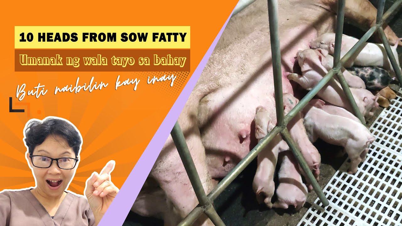 10 Piglets of Joy! - YouTube