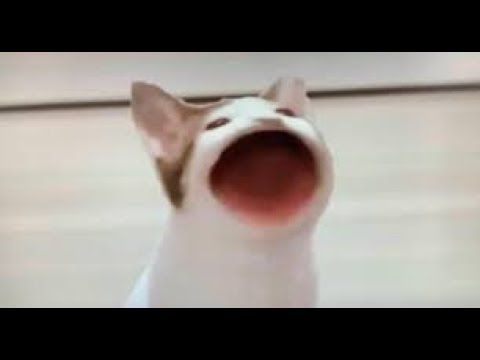 Pop Cat  10 Hours