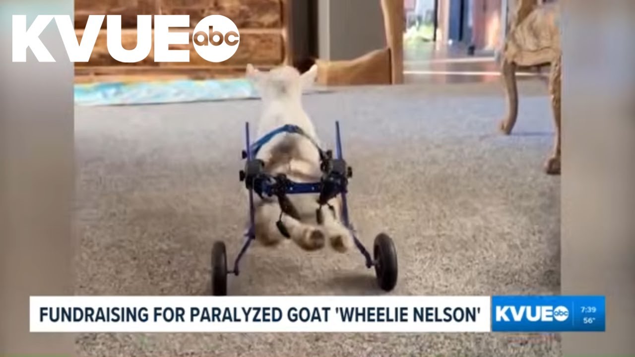Fundraiser looks to purchase wheelchairs for partially paralyzed goat ...