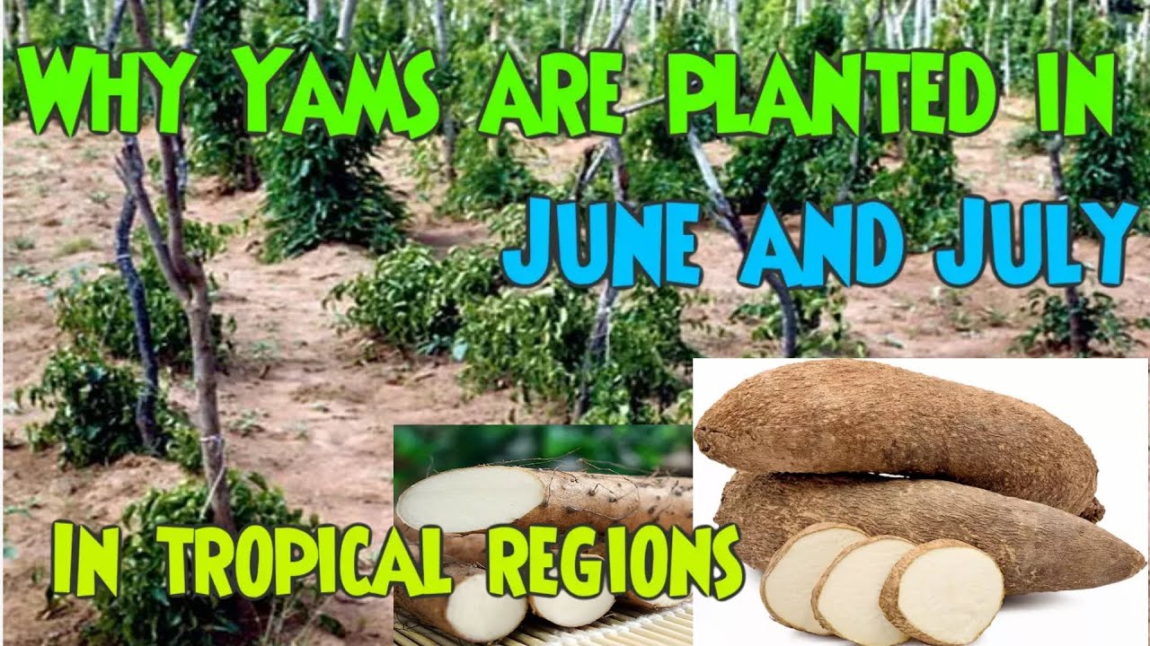 Yam Month June and July. - YouTube