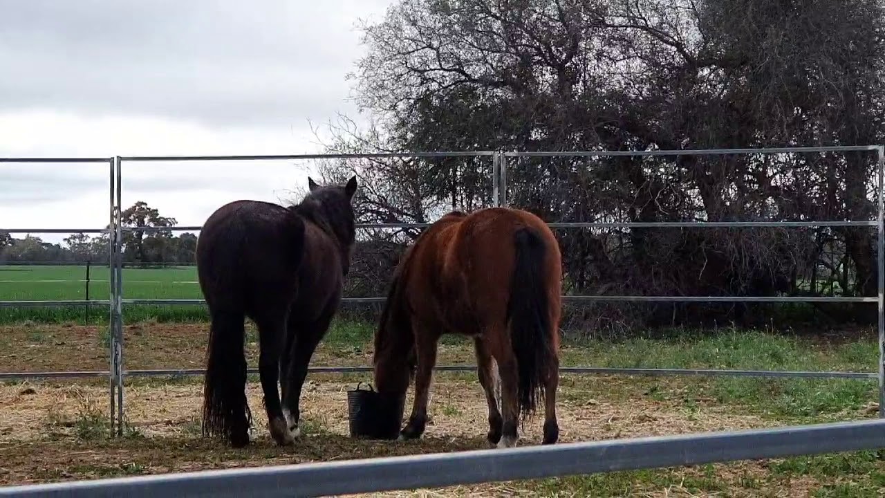 AUSTRALIAN BRUMBY CHALLENGE 2020 - YouTube