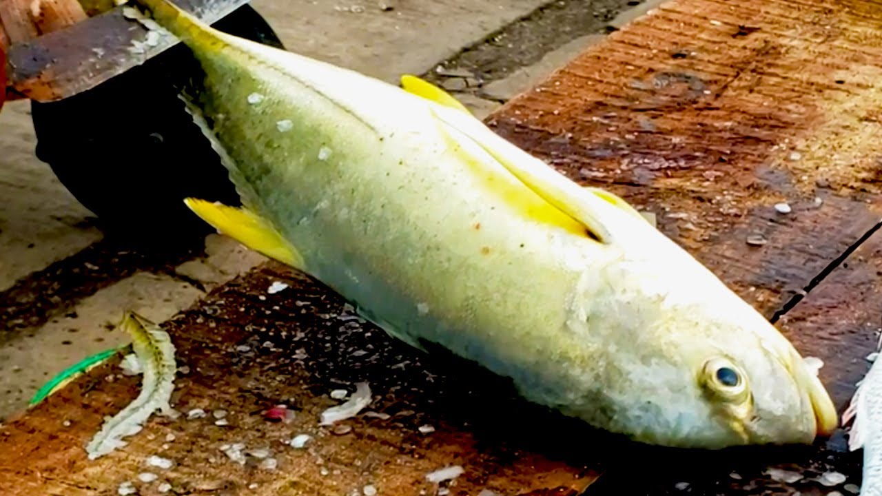 YELLOW SPOTTED TREVALLY CUTTING | FISH CUTTING SKILLS - YouTube