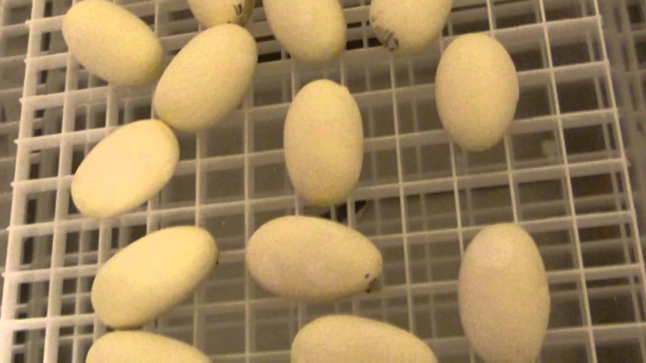 Green Tree Python breeding attempt, 2014/15 season. - YouTube