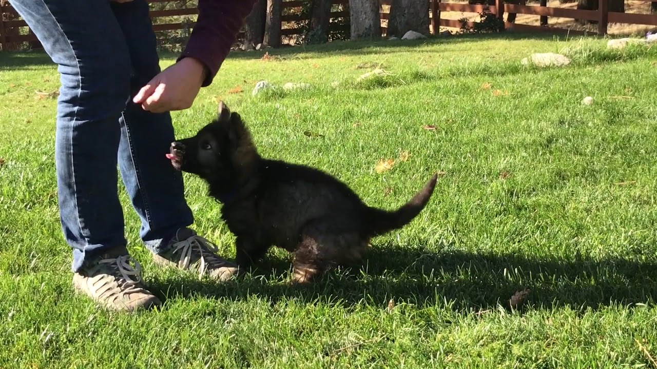 Training with Hand Feeding - YouTube