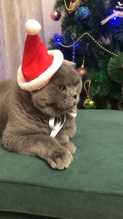 Желаю удивительных и приятных событий в новом году 🎄 ️ ️ Youtube