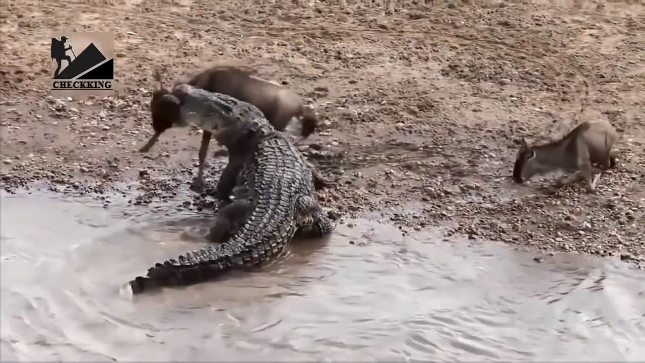 The best of-wild-animals attacks🐥🐤🐿🐐🐪🐰 - YouTube