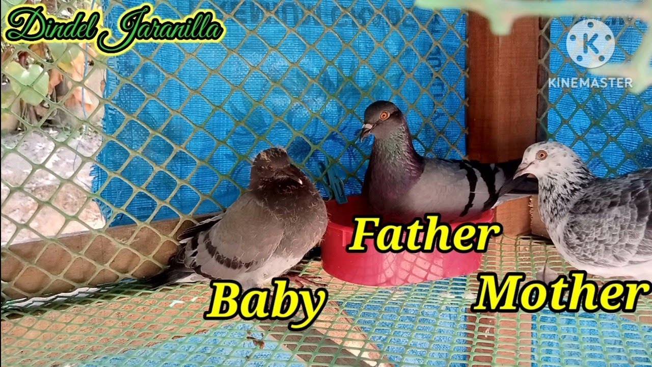 KALAPATI TIME LAPSE|Unti unting paglaki ng nag iisang anak na kalapati ...