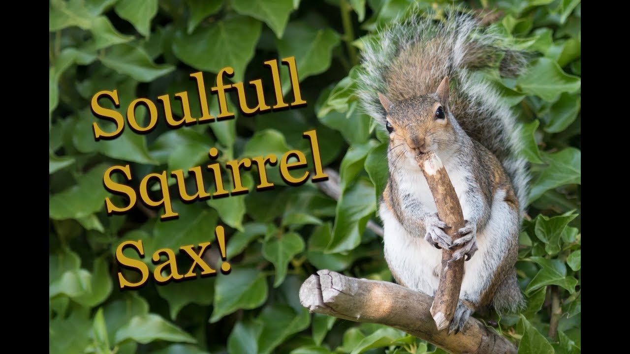Squirrel Plays The 'Saxobone' - YouTube