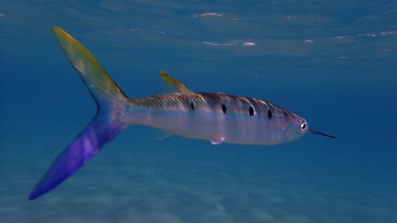 The Lesepsian Black- Barred Halfbeak (Hemiramphus Far) at Akrotiri ...
