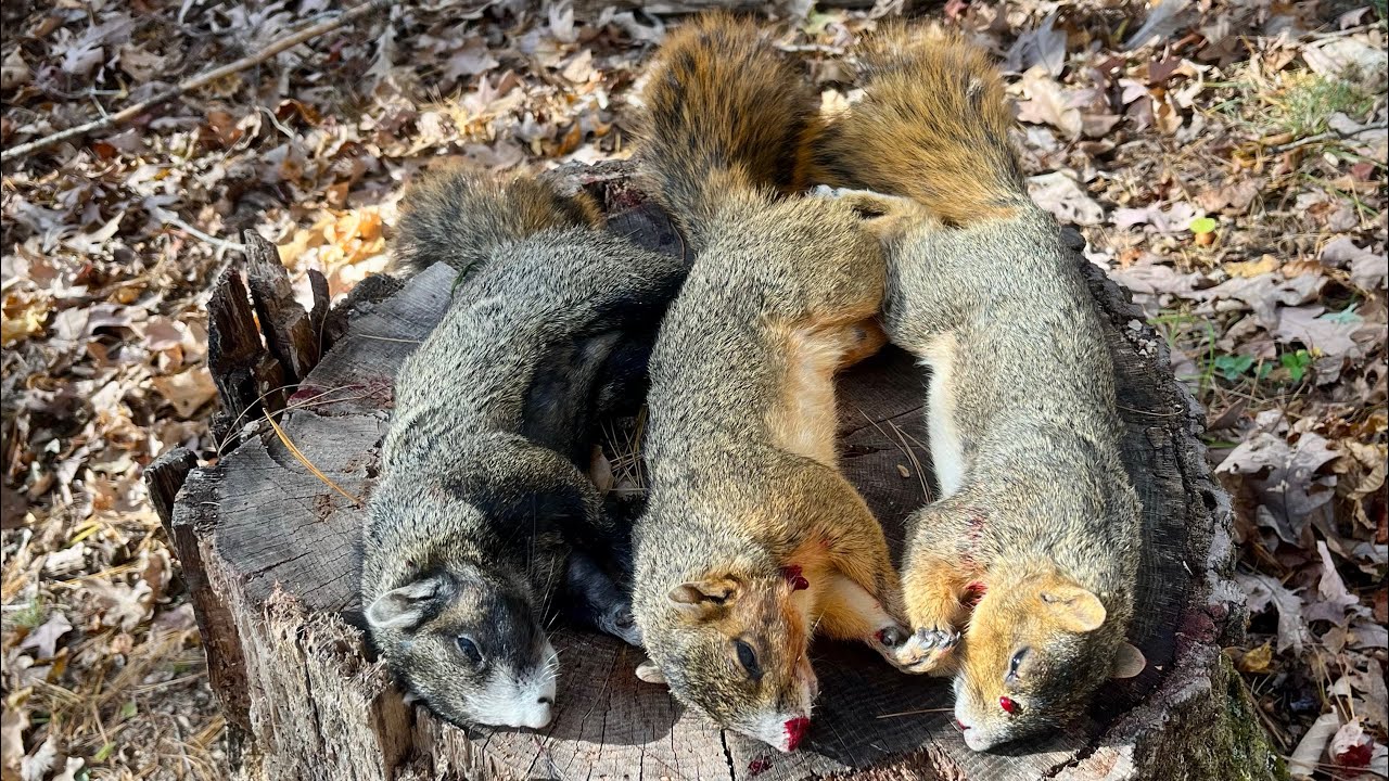 Fox squirrel hunting in SW Virginia with a .22lr (S1/E4) - YouTube