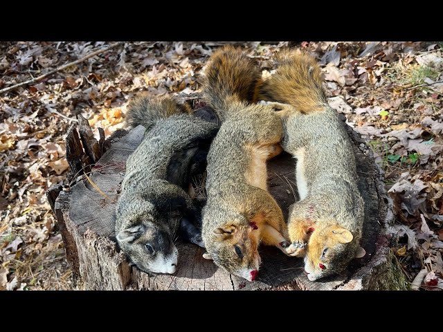 Giant Fox Squirrel Hunting Recovery: America's Giant Squirrel Back