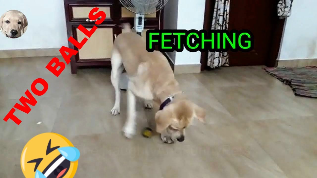 🐕Funny Dog Playing fetch alone|| Dog playing fetch by himself#funny ...