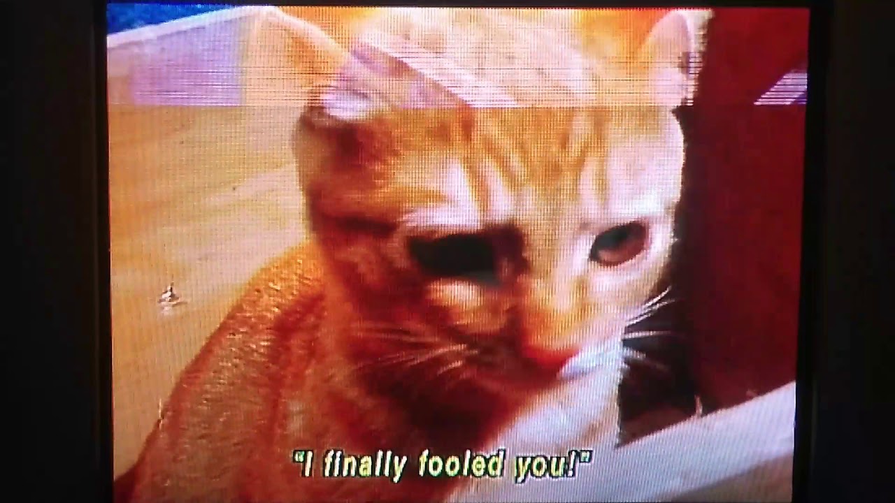 The Adventures of Milo and Otis Part 7 - Cat Cruise - YouTube