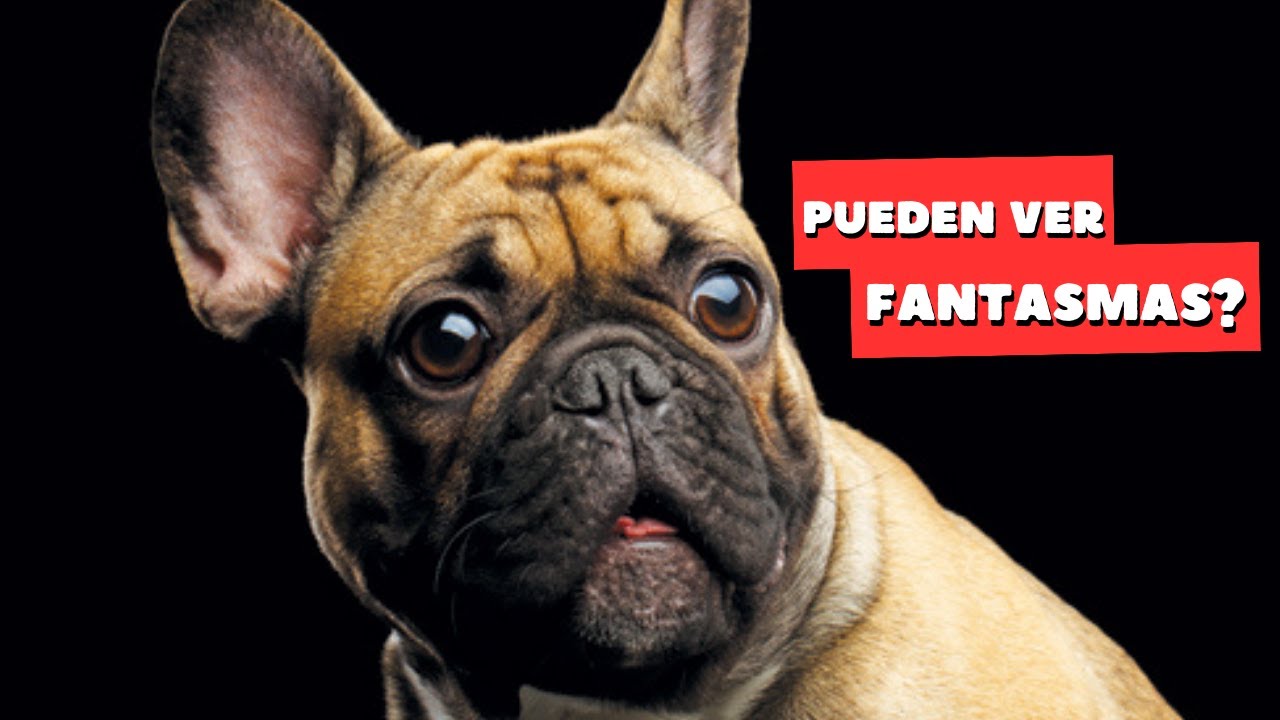 ¿Los perros pueden ver FANTASMAS o espiritus? 👻 - YouTube