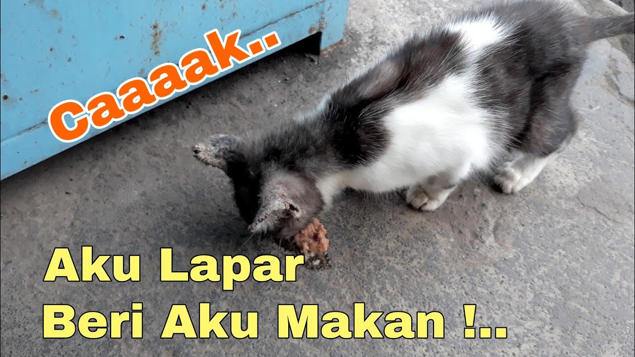 Kucing Pasar LAPAR - YouTube