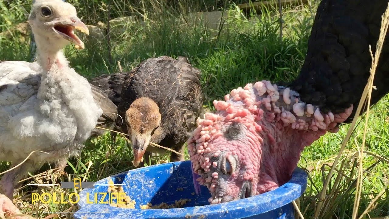 SIGUIENDO A LOS GUAJOLOTITOS - YouTube