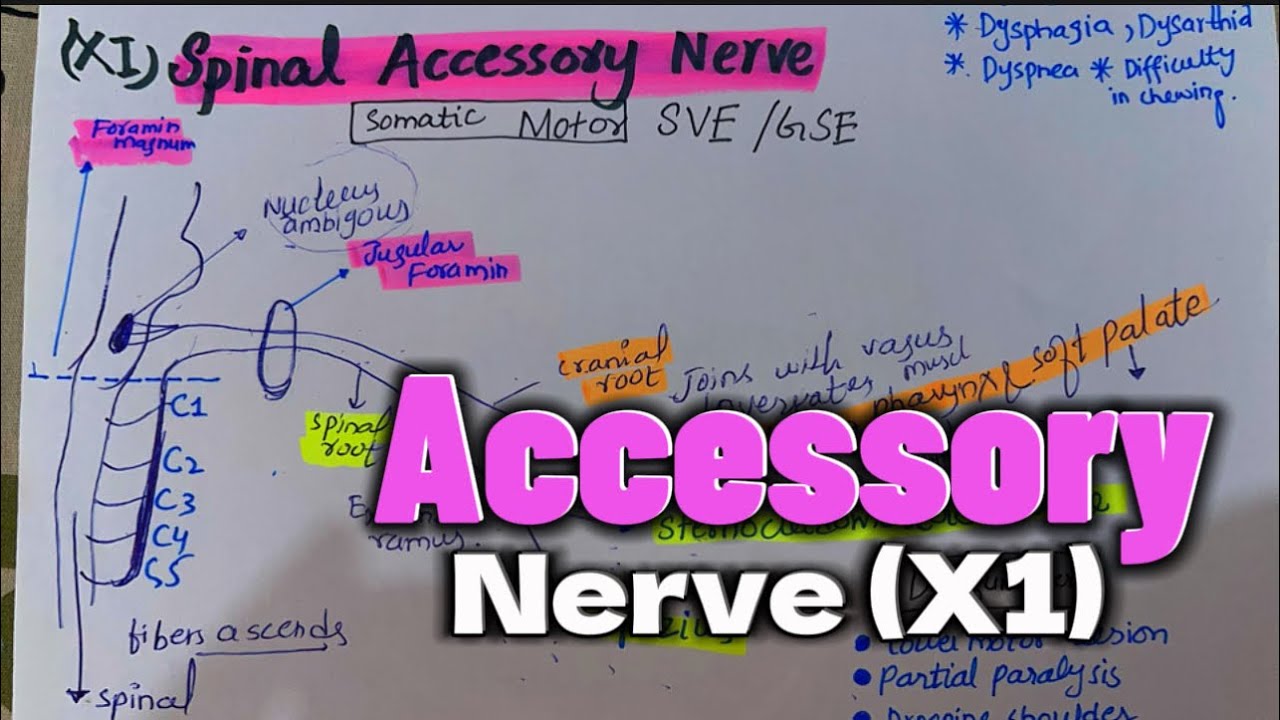Spinal Accessory Nerve |Cranial Nerve X11)course and distribution - YouTube