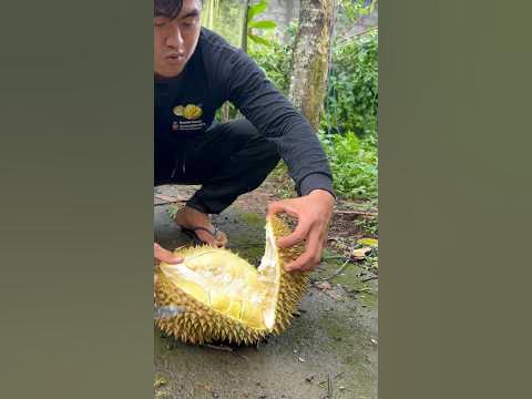 Bukak durian montong langsung dibawah pohonnya #doniartawan #bali #durian - YouTube