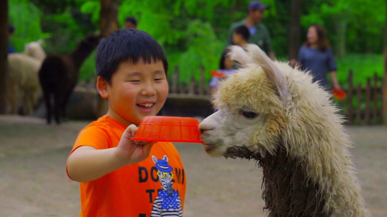 Shanghai Wild Animal Park - YouTube