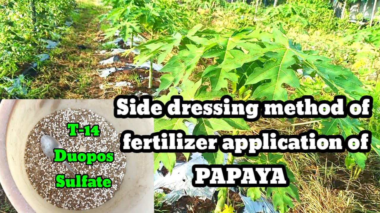 Side dressing method of fertilizer application for PAPAYA - YouTube