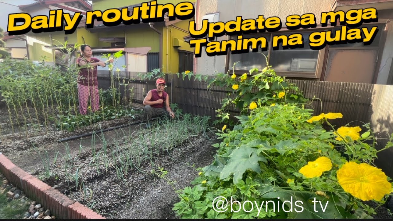 Daily routine / update sa mga tanim na gulay - YouTube