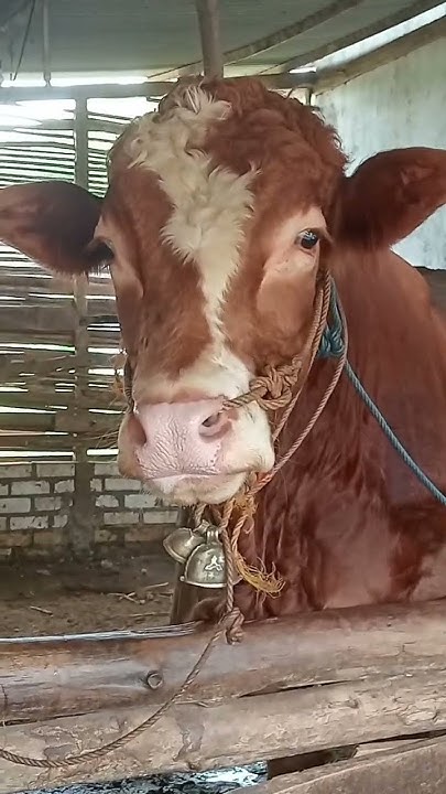 Menakutkan 🤭#sapi #menakutkan - YouTube