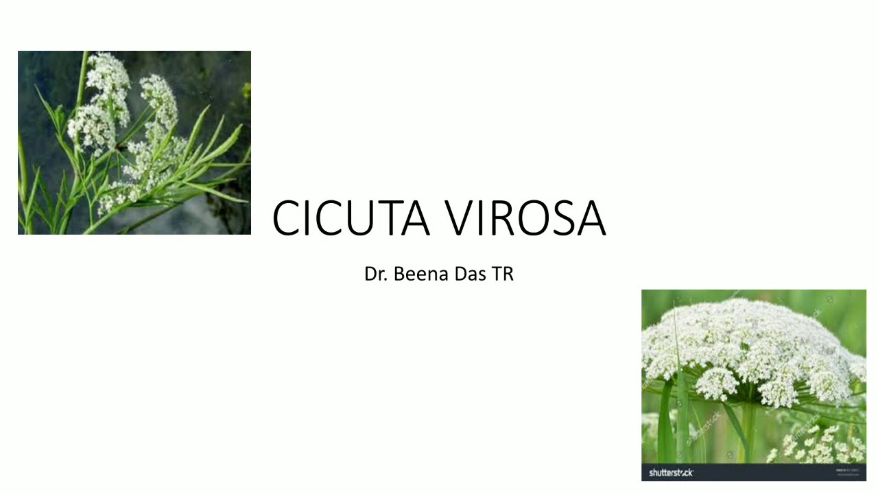 CICUTA VIROSA | Final BHMS | Homoeopathic Materia Medica Recorded ...
