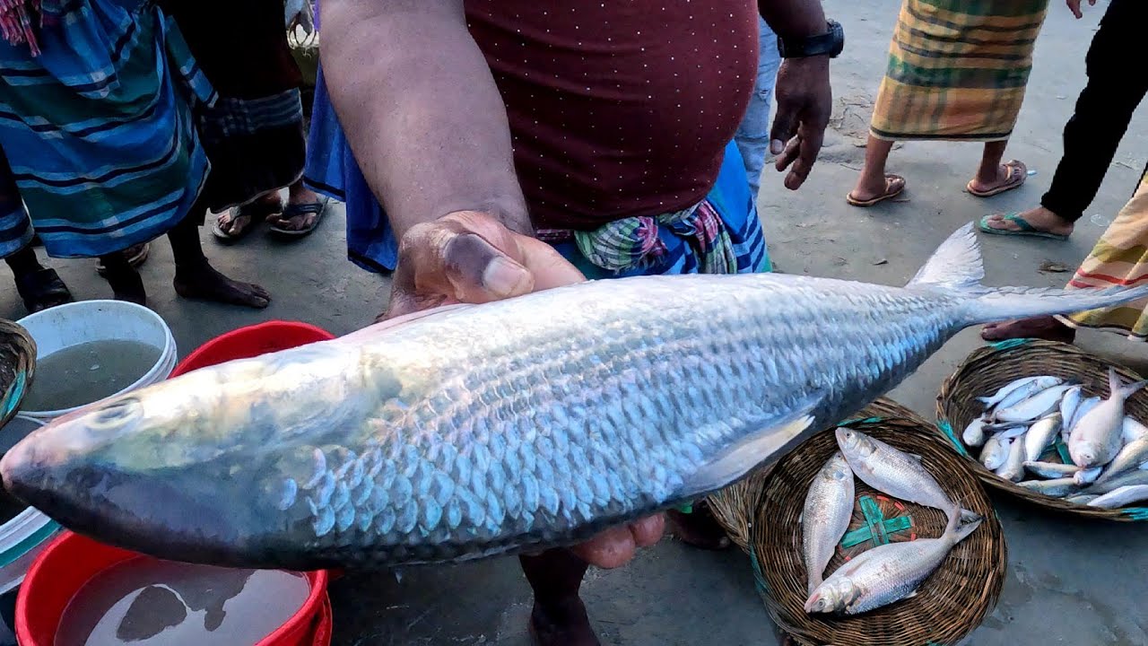 big ilisha fish কতটা সস্তায় বিক্রি হচ্ছে পদ্মার ইলিশ মাছ দেখুন | Padma ...
