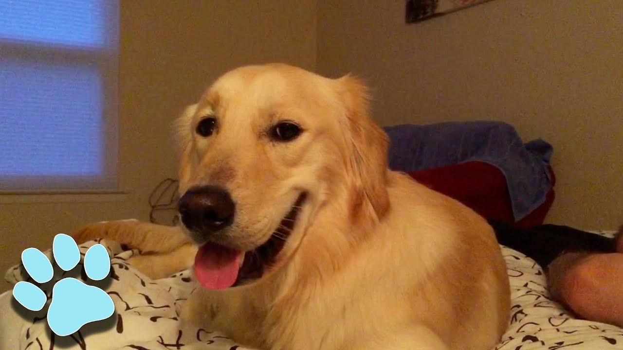 Best Pets Ever! | 100 Funny Pet Videos | That Pet Life - YouTube