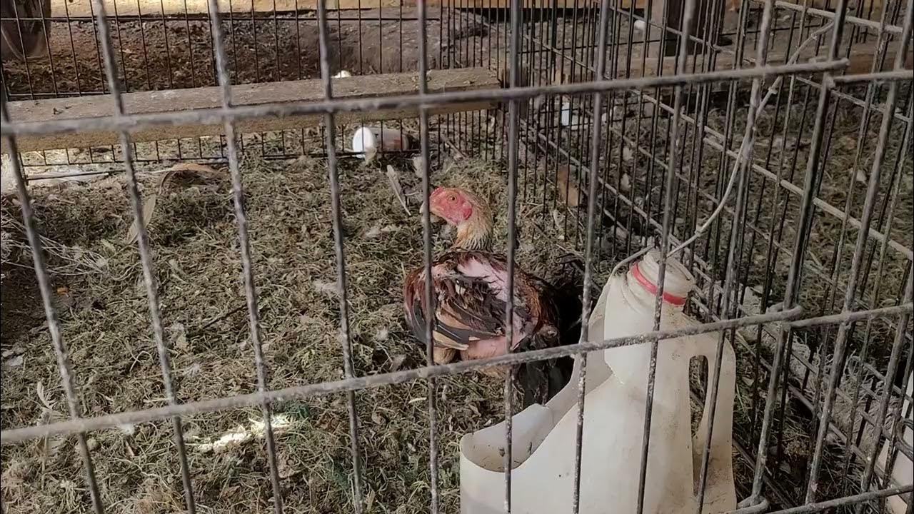 muab kuv cov qaib tua noj npaj mus nqa kuv tus kws cov los dua - YouTube