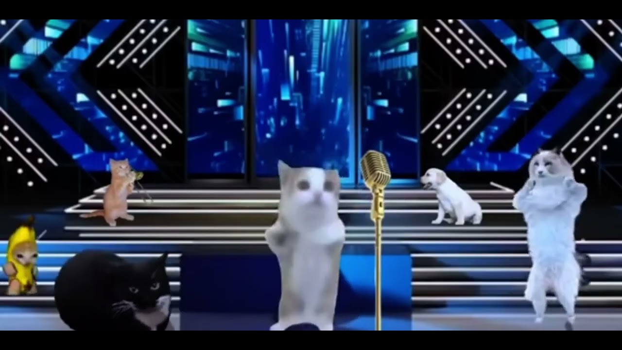 Happy happy cat cat concert - YouTube