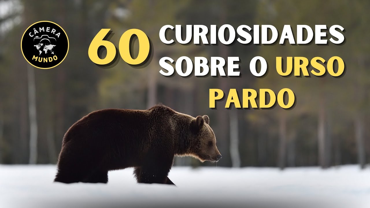 60 Curiosidades Sobre O Urso Pardo - YouTube