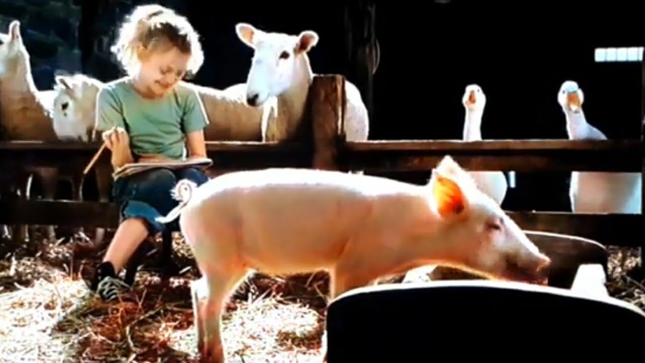 daily life in the barn goes on scene - YouTube