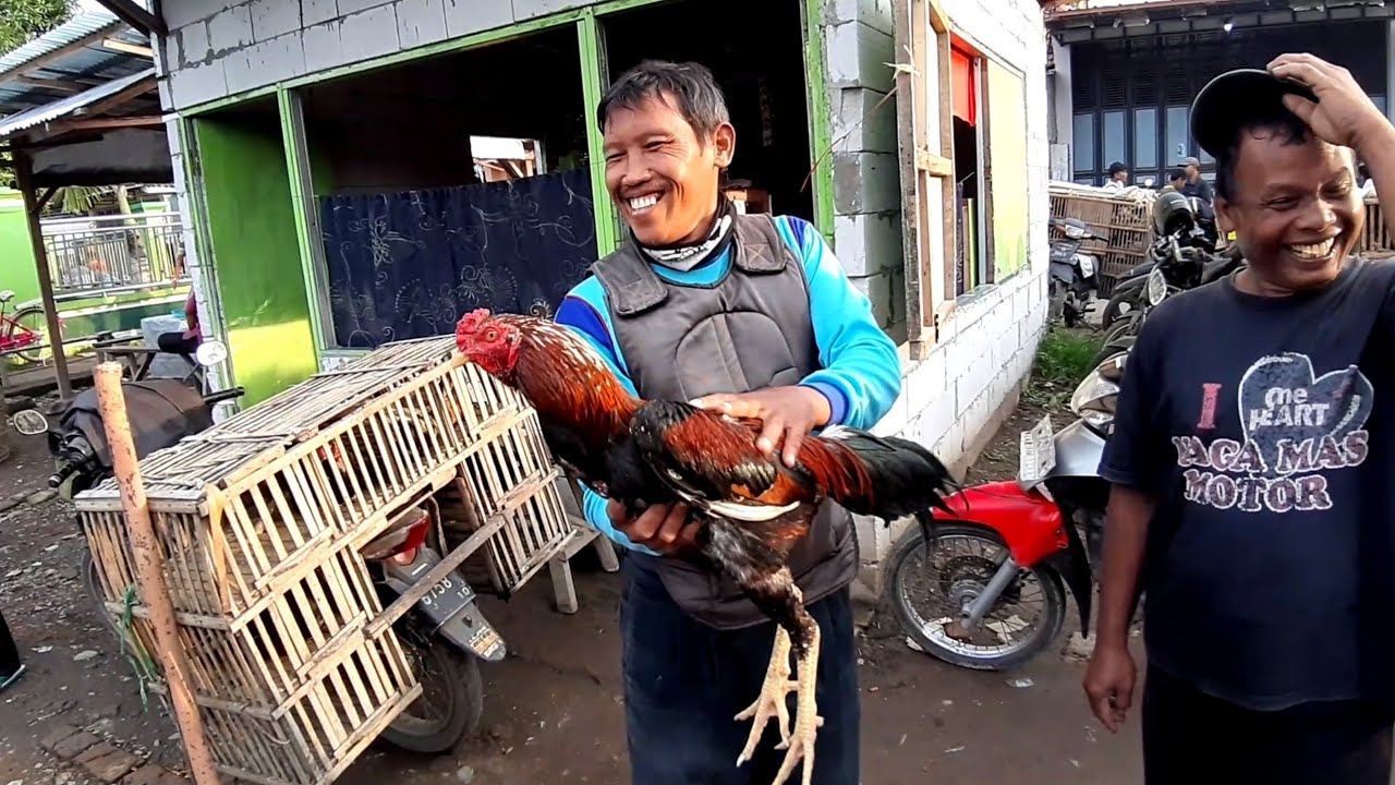 Jual beli ayam pasar ayam ketanggungan brebes jawa tengah - YouTube
