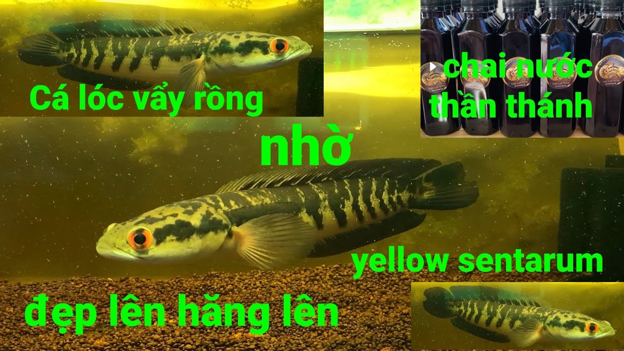 Con cá lóc vẩy rồng yellow sentarum lên màu cực đẹp và cực sung nhờ ...