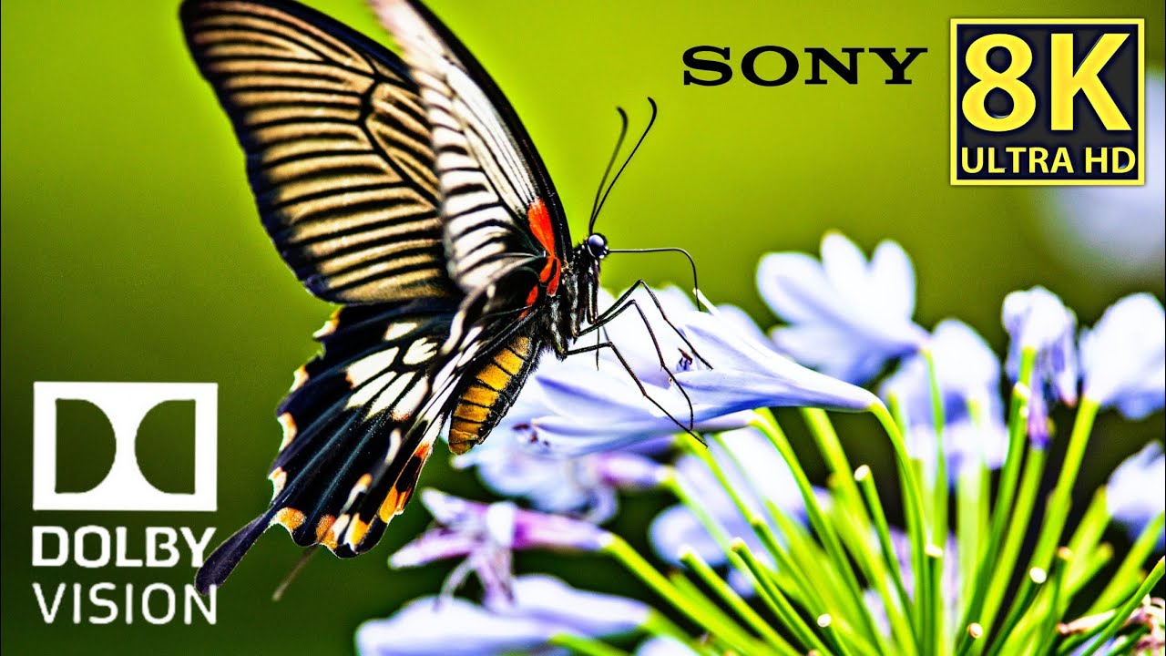 8k HDR 60 FPS Dolby Vision . *Best of 2022* | 8K Sony Demo: - YouTube