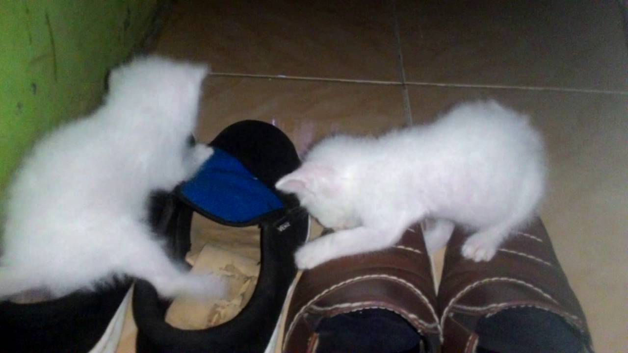 kucing mix lucu, jacky n chiky maen sepatu - YouTube