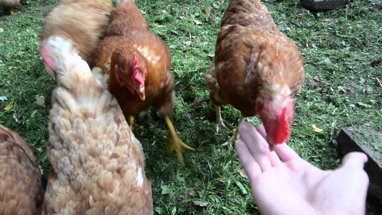 Hühner fressen den ganzen Tag! - YouTube