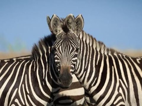 Teste di zebra. Cosa state vedendo nella foto? Giochi e passatempo da 1 ...