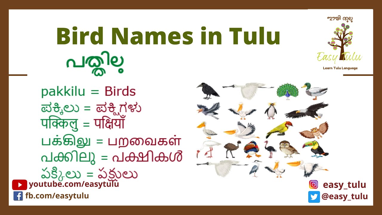 Learn Bird Names in Tulu through English, Kannada, Hindi, Tamil ...