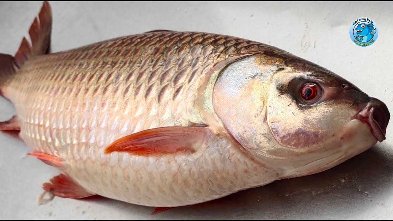 Rui Mach Cutting & Cleaning By Fast Fish Cutter In Fish Market l Fish ...