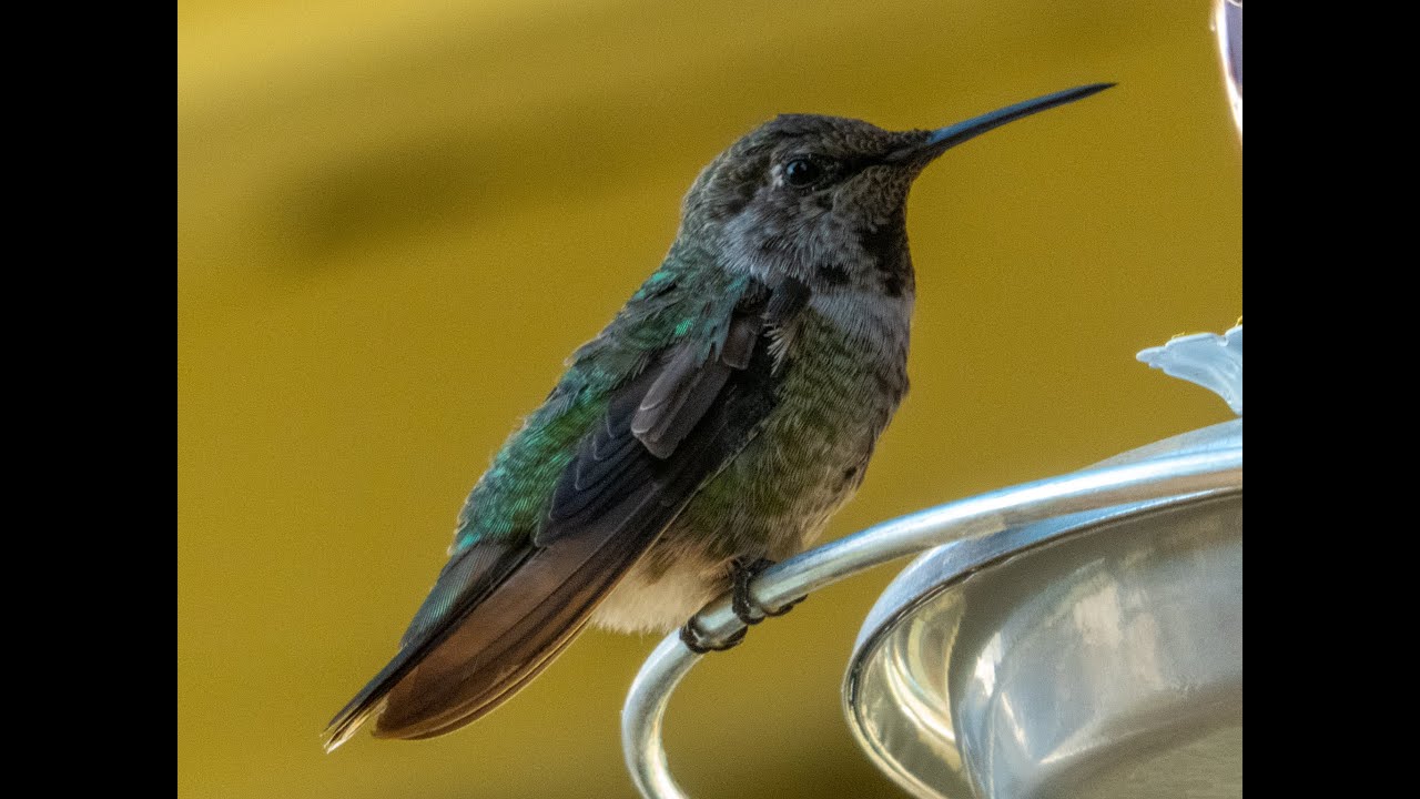 Male Anna's Hummingbird Song, 16x Slower - YouTube