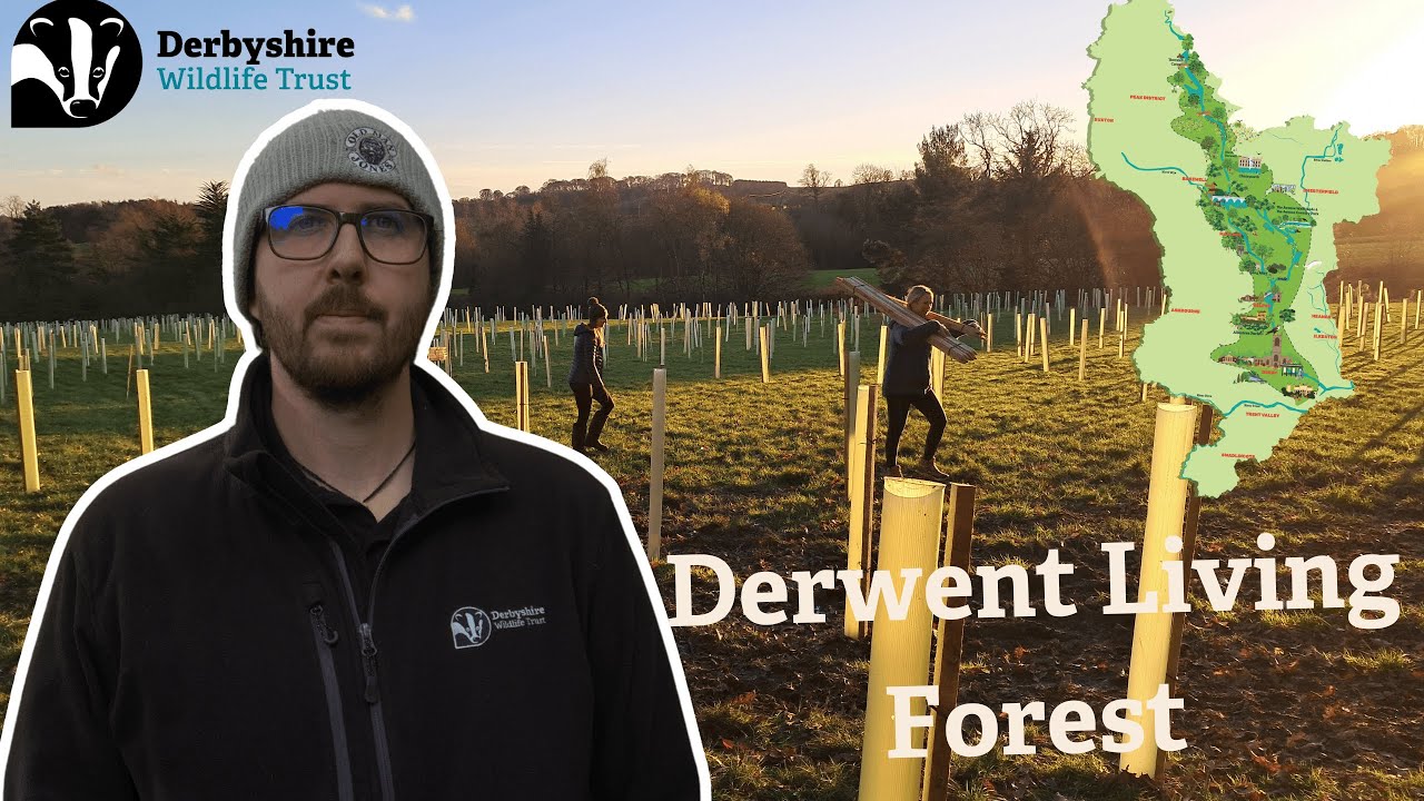 Derwent Living Forest Programme / On Site - YouTube