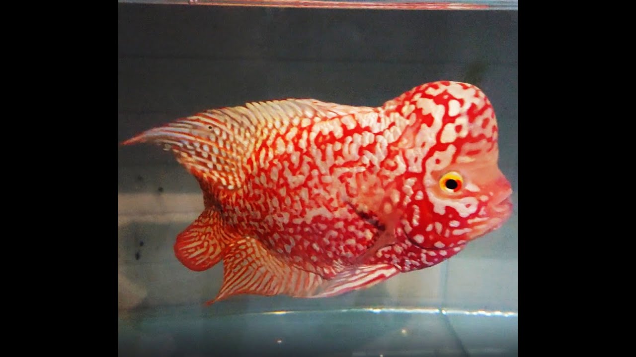 King Kamfa Full Red Big Kok Hammer Head White Pearl Color F1 Kamfa ...