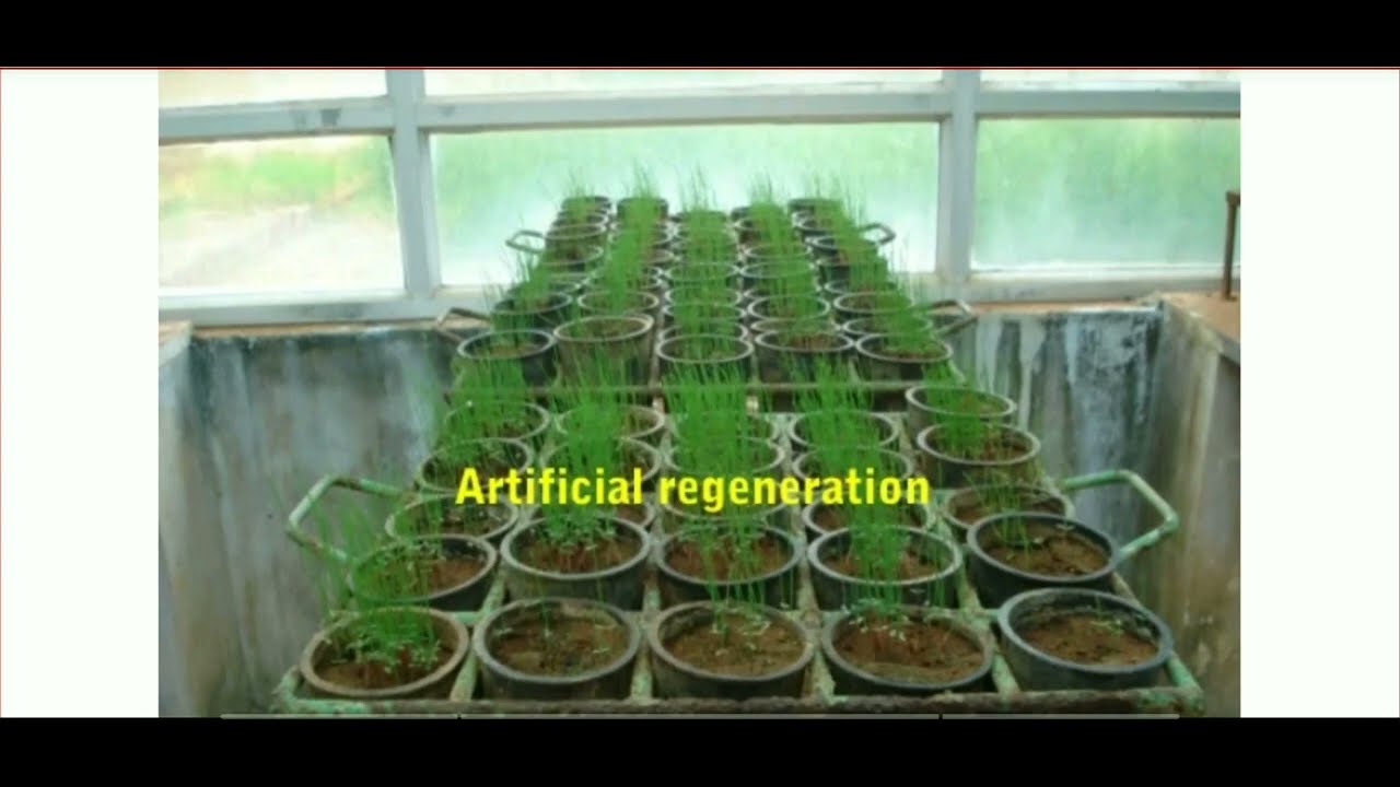 Artificial regeneration and Natural regeneration - YouTube