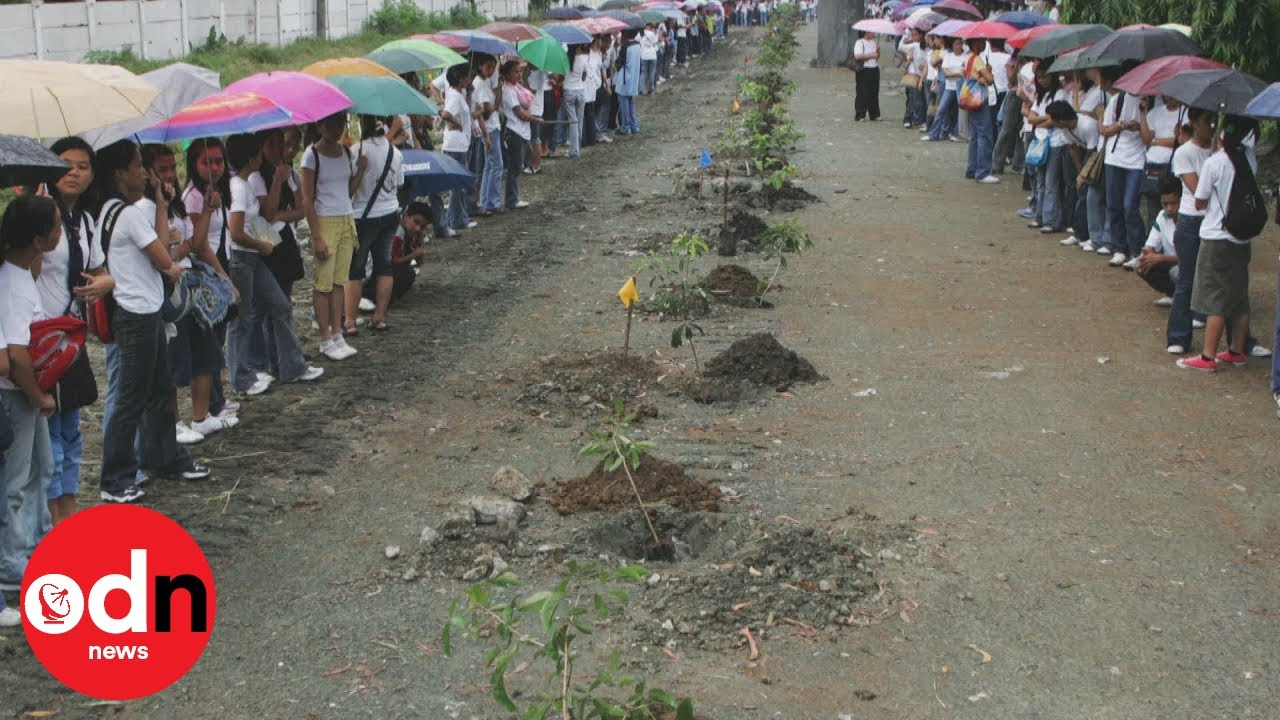Filipino students now have to plant ten trees to graduate - YouTube