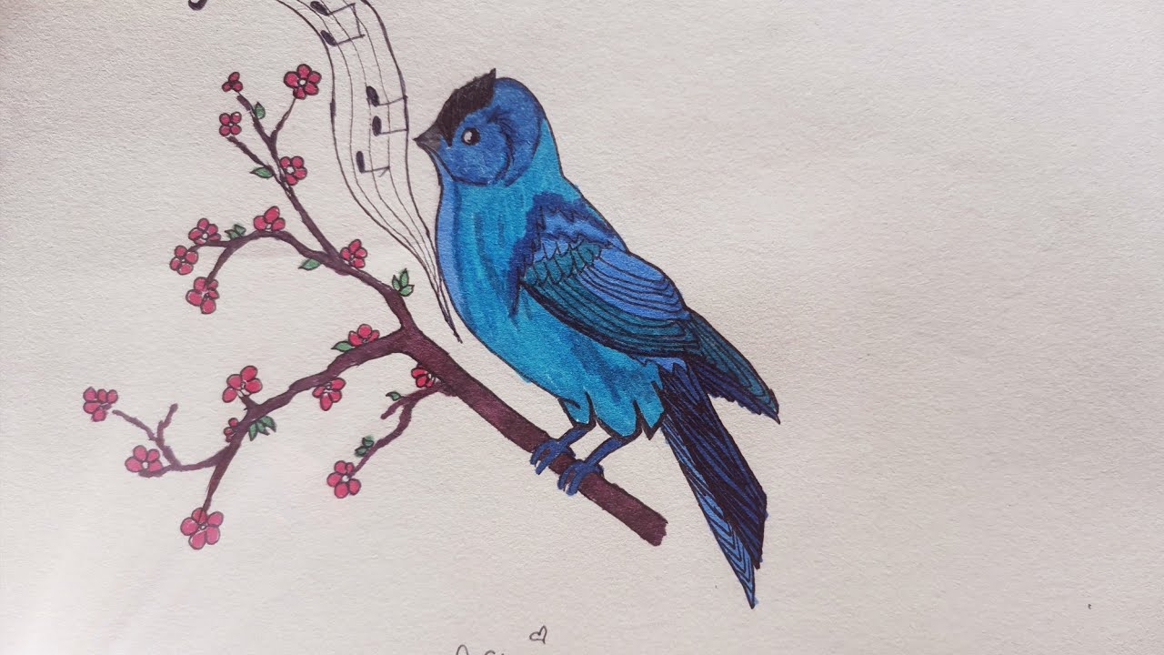 Songbird Drawing